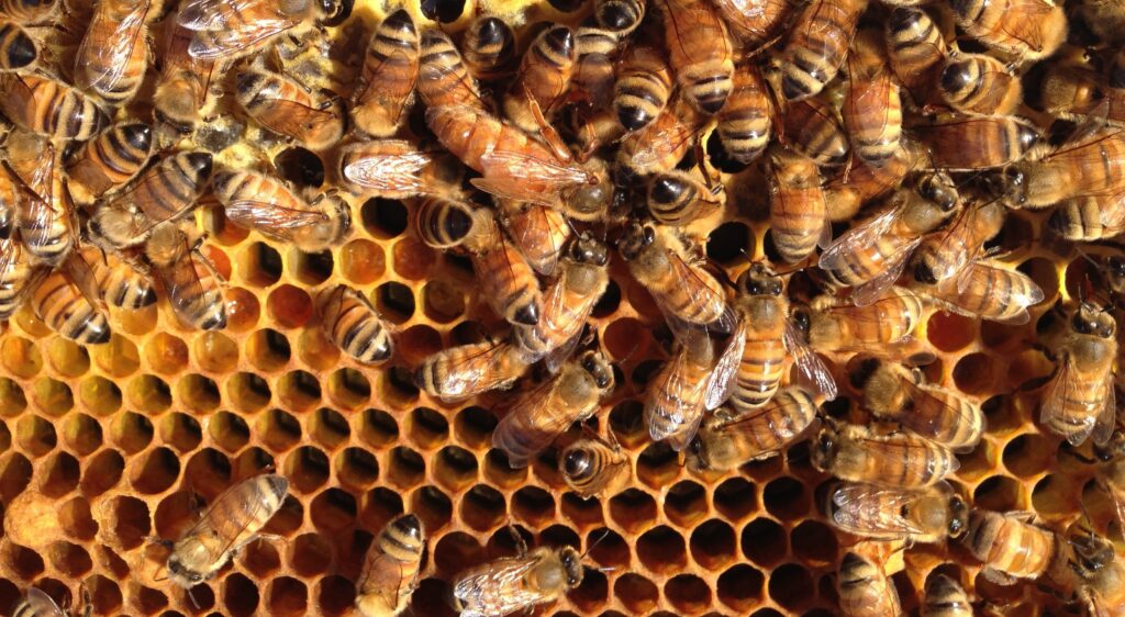 Betta Bees Research - New Zealand’s Premier Italian type Breeding Programme